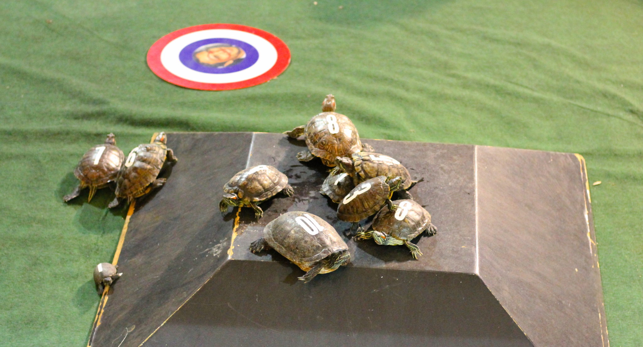 9th season of Turtle Races at Little Woodrow's Midtown | 365 Houston