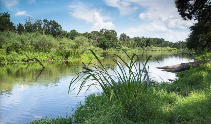 Park Spotlight: Sam Houston National Forest | 365 Houston