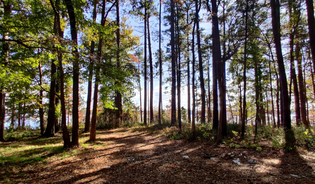 5 Must Do Things Around Sabine National Forest | 365 Houston