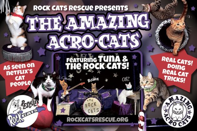 The Amazing Acro-Cats at MATCH | 365 Things to Do in Houston
